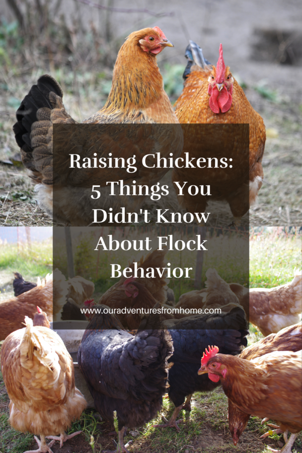 Raising Chickens: 5 Things you Didn't Know About Flock Behavior